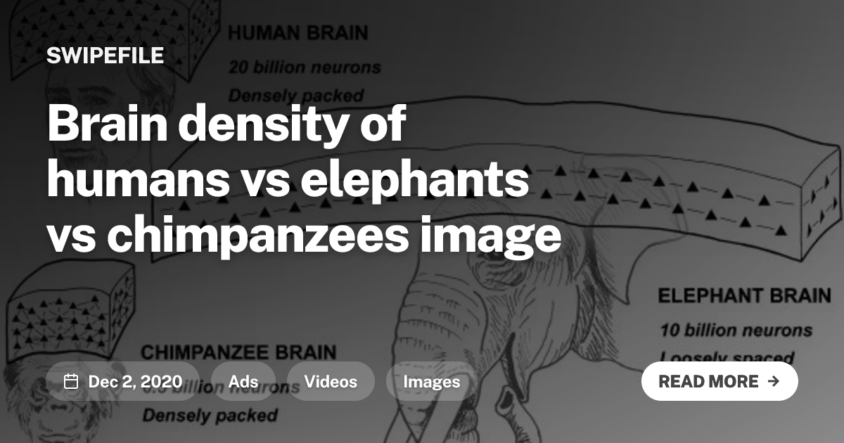 Elephant Brain Best Elephant Brain Royalty Free Images, Stock Photos