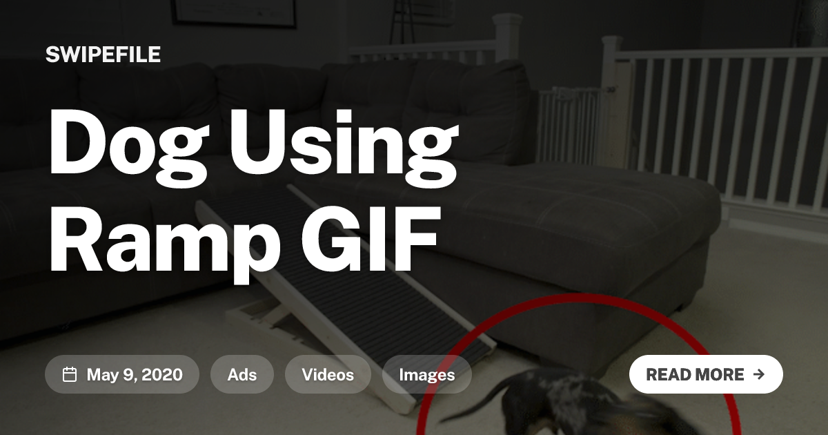Dog Using Ramp GIF | SwipeFile