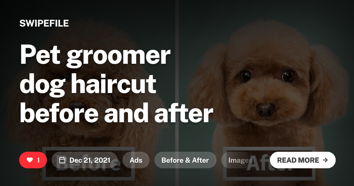 Pet groomer dog haircut before and after | Swipefile